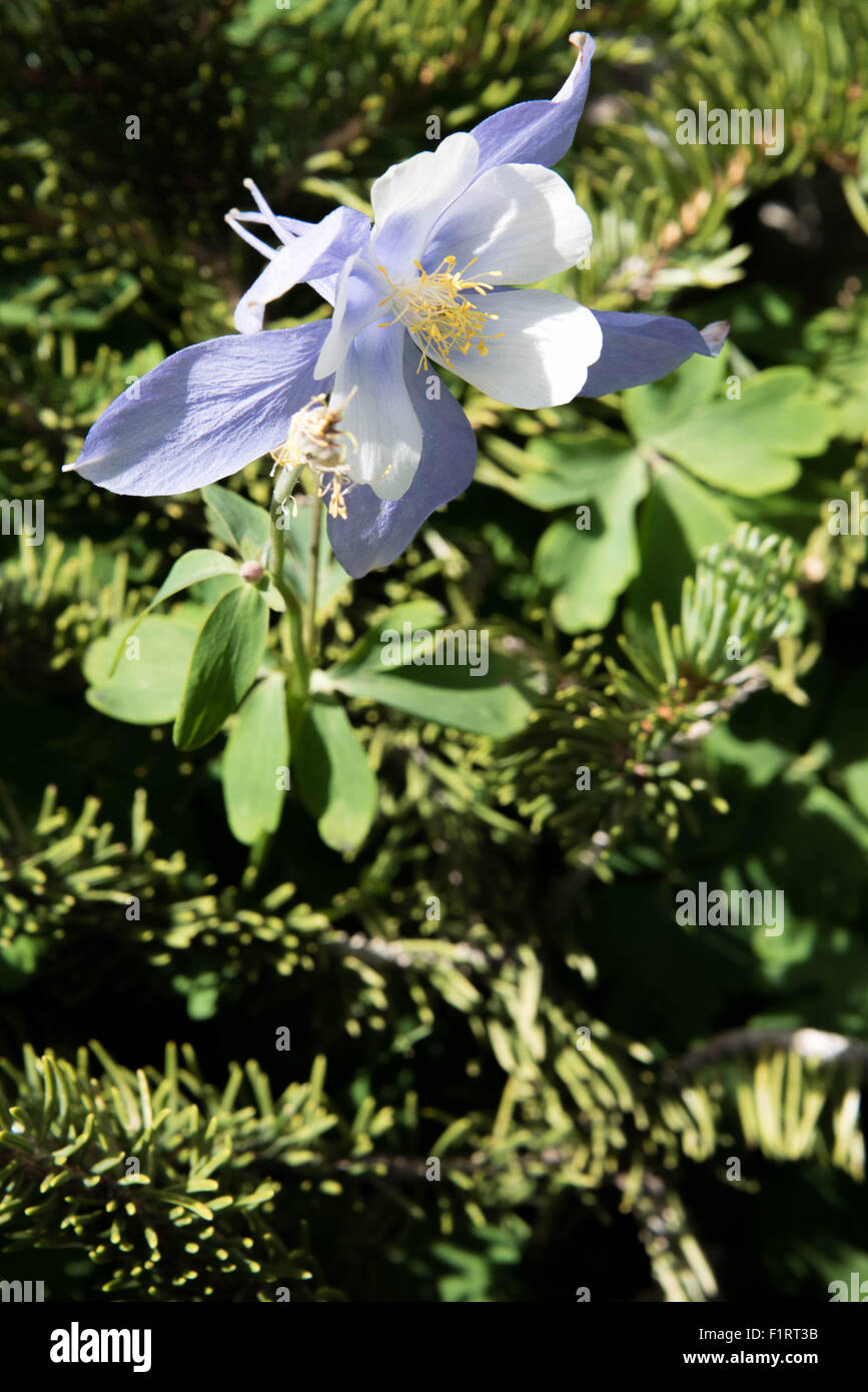 a field with Rocky Mountain blue columbine flowers Stock Photo - Alamy