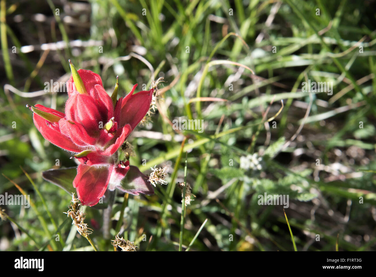 Red paintbrush hi-res stock photography and images - Alamy
