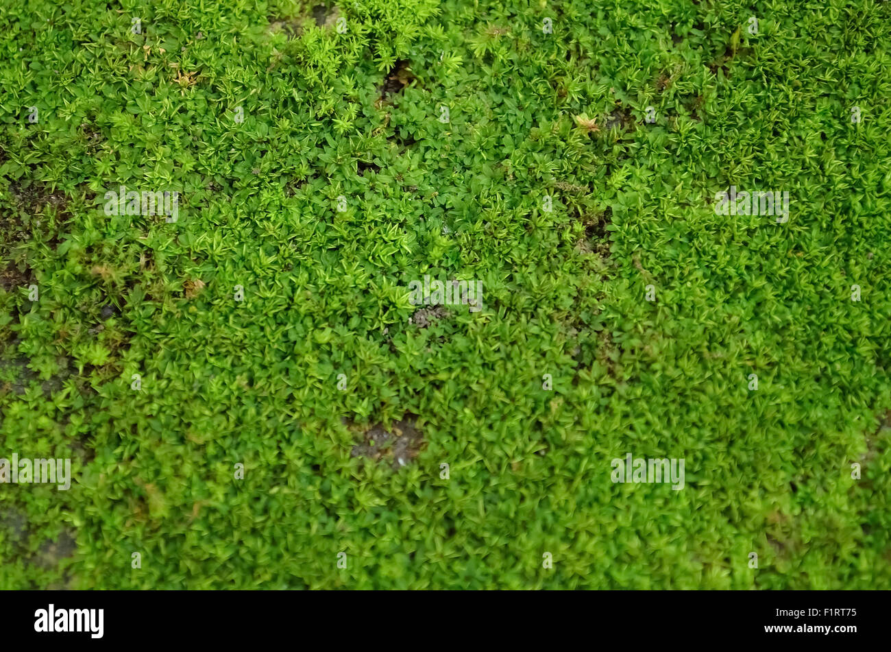 Moss on wall Stock Photo - Alamy