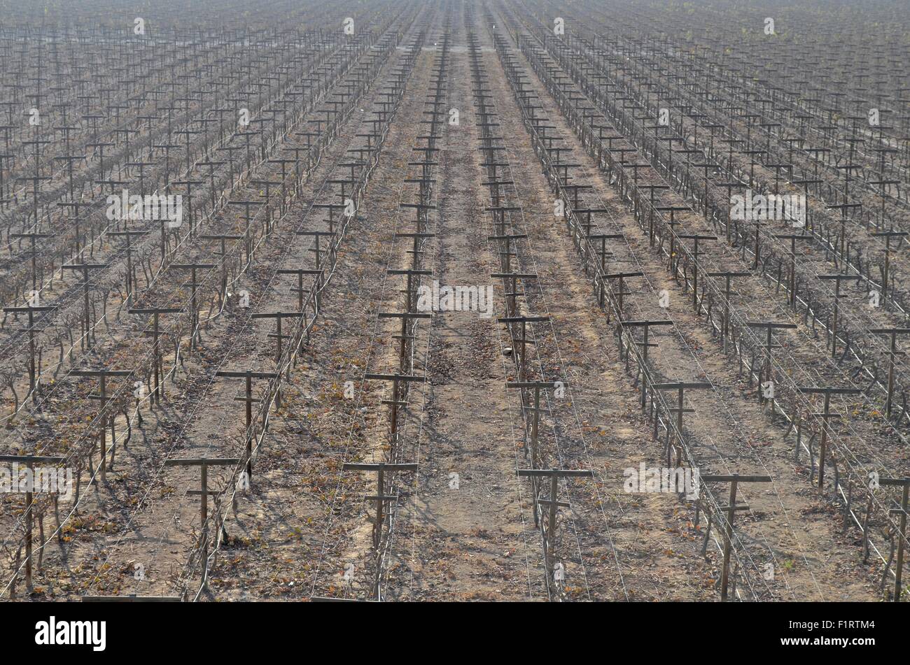 Peruvian Pisco and wine production in vineyards near Ica, Peru Stock ...