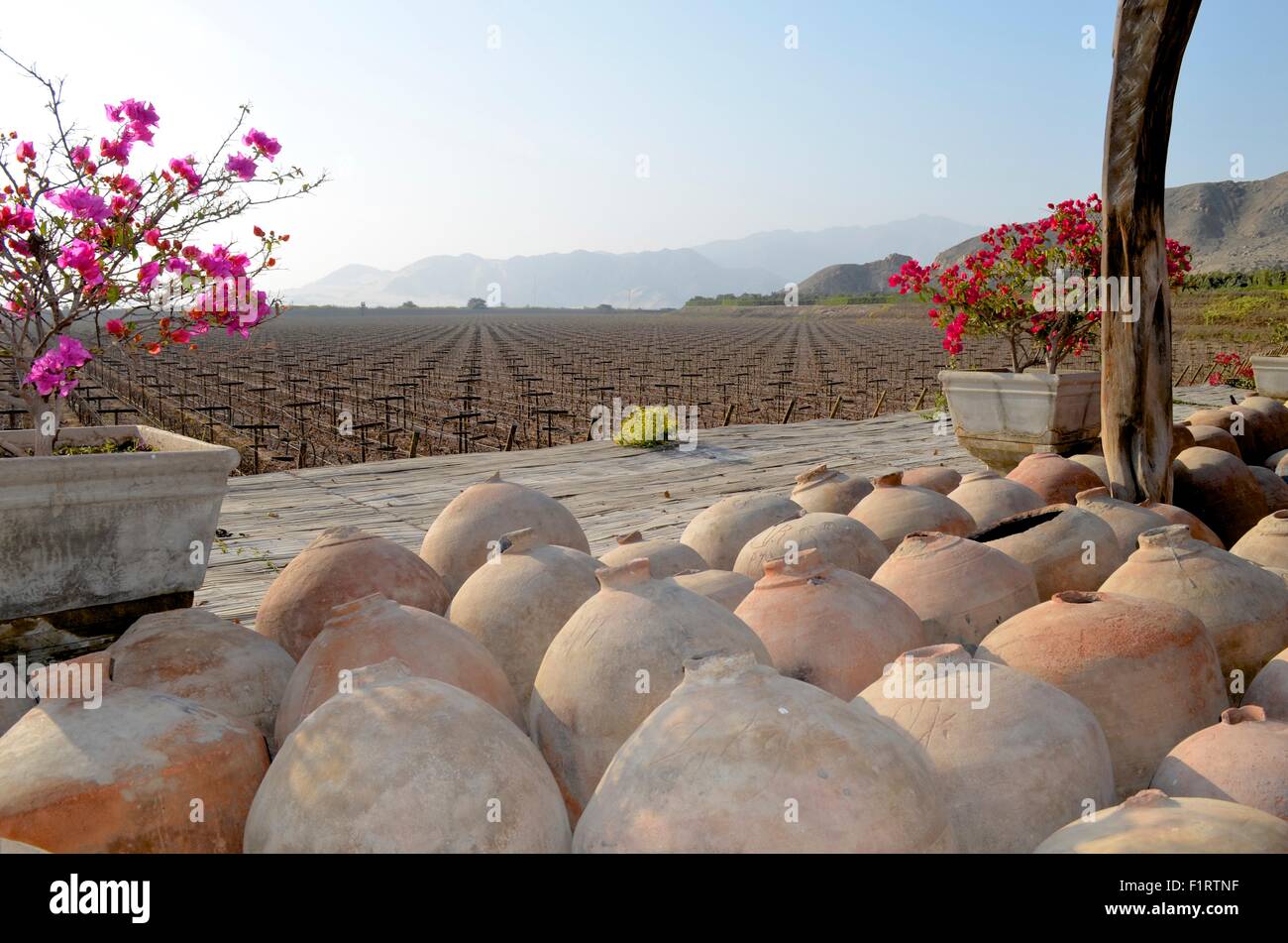 Peruvian Pisco and wine production in vineyards near Ica, Peru Stock ...