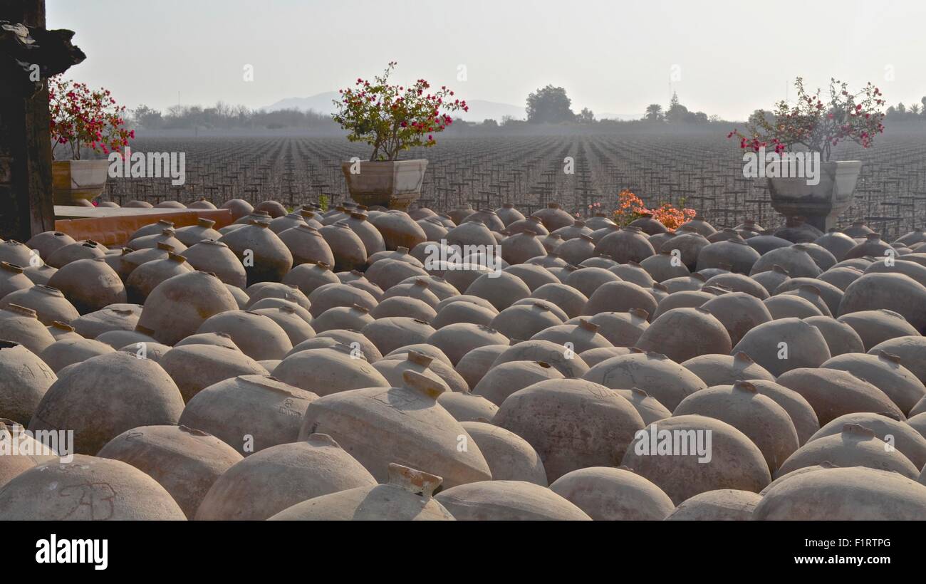 Peruvian Pisco and wine production in vineyards near Ica, Peru Stock ...
