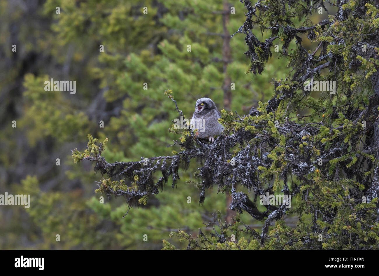 Juvenile Norhtern Hawk-Owl, Surnia ulula, sitting in a spruce tree with ...