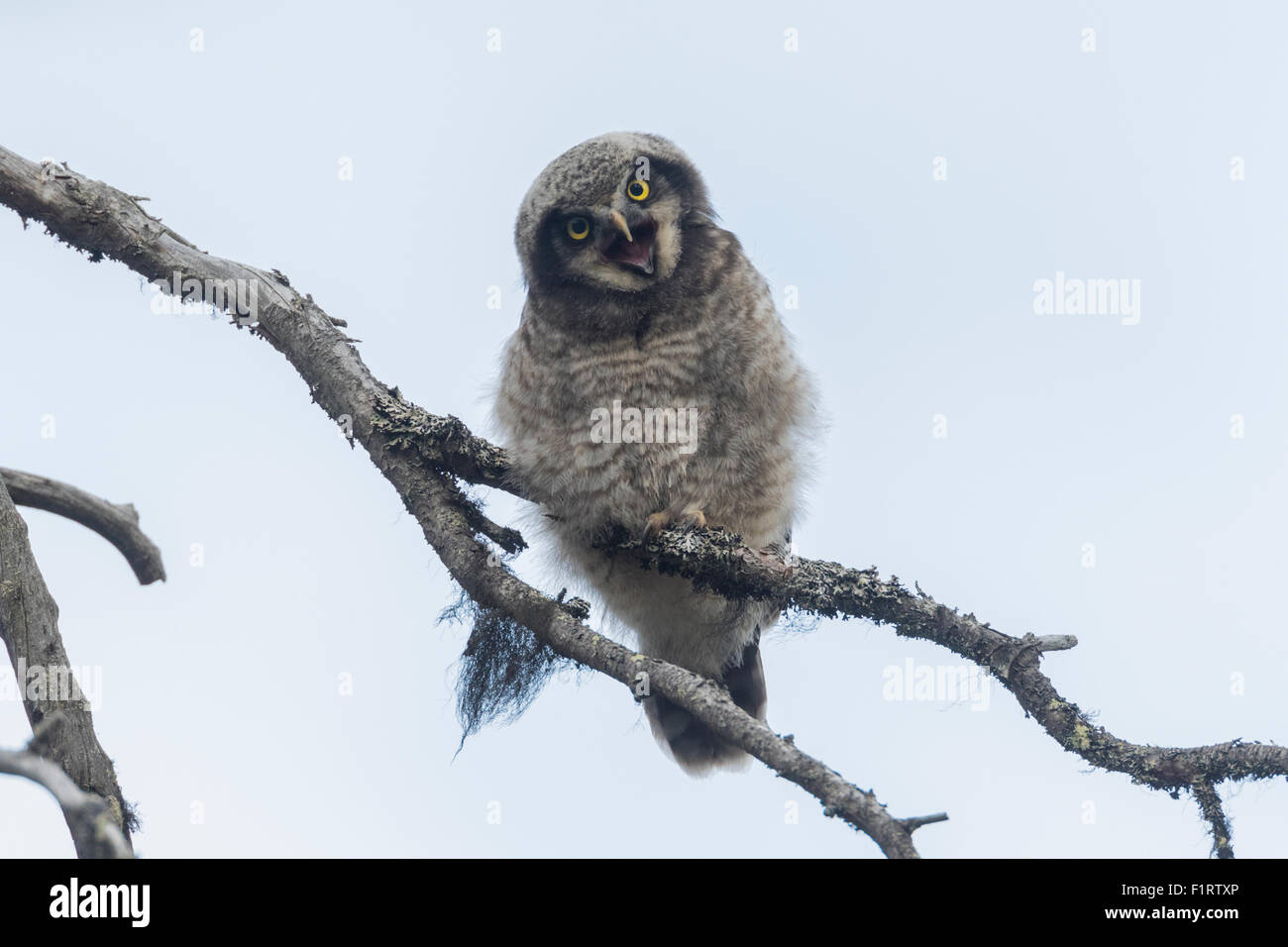 Juvenile Norhtern Hawk-Owl, Surnia ulula, sitting in an old tree with ...