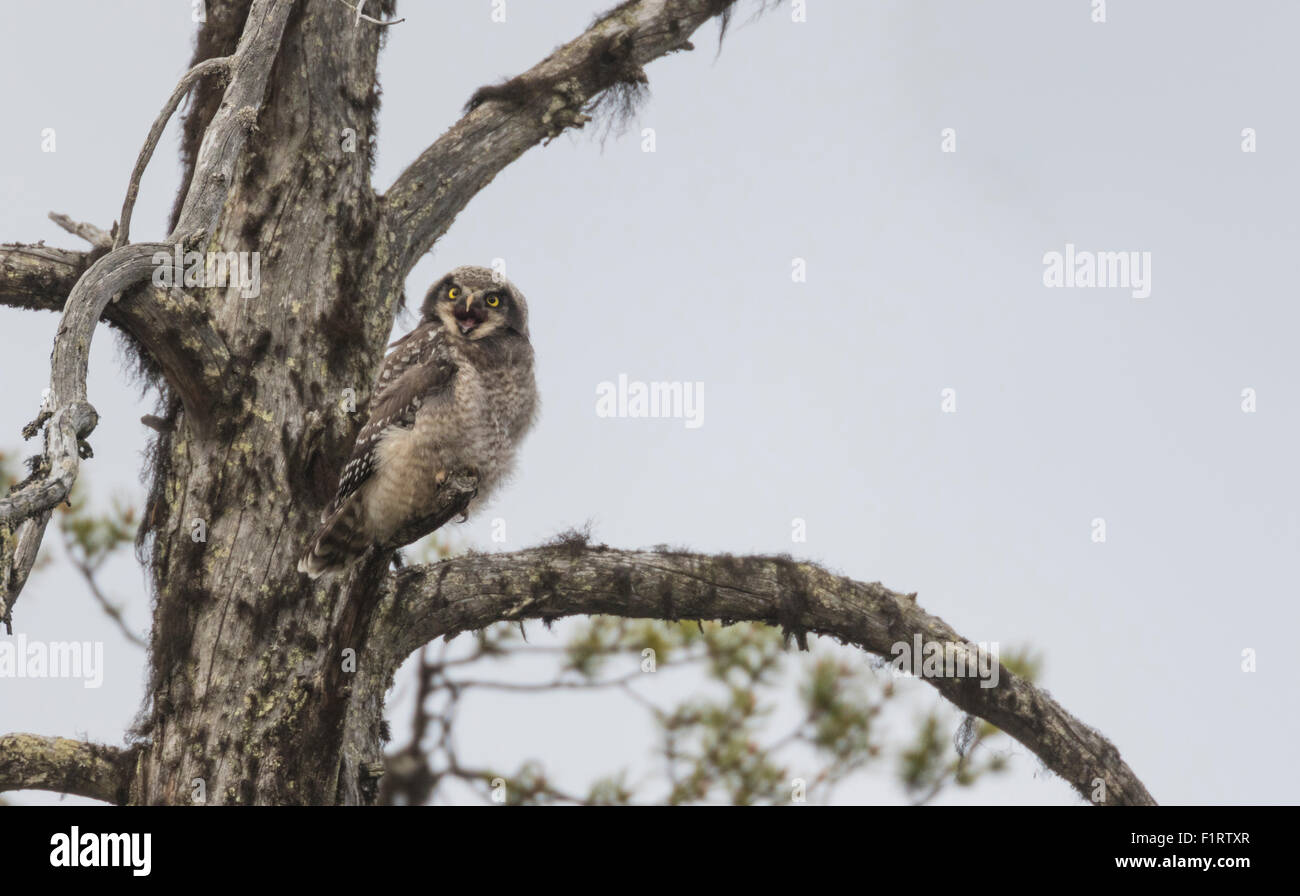 Juvenile Norhtern Hawk-Owl, Surnia ulula, sitting in an old tree with ...