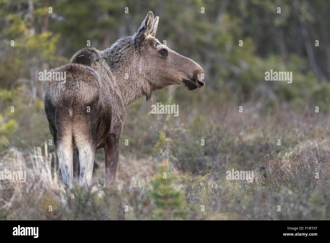 Moose, Alces alces, standing and turning his head towards camera making ...