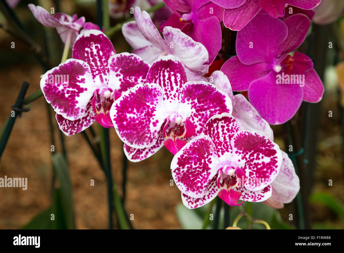 Holambra, Brazil. 6th September, 2015. Orchids are seen during the ...