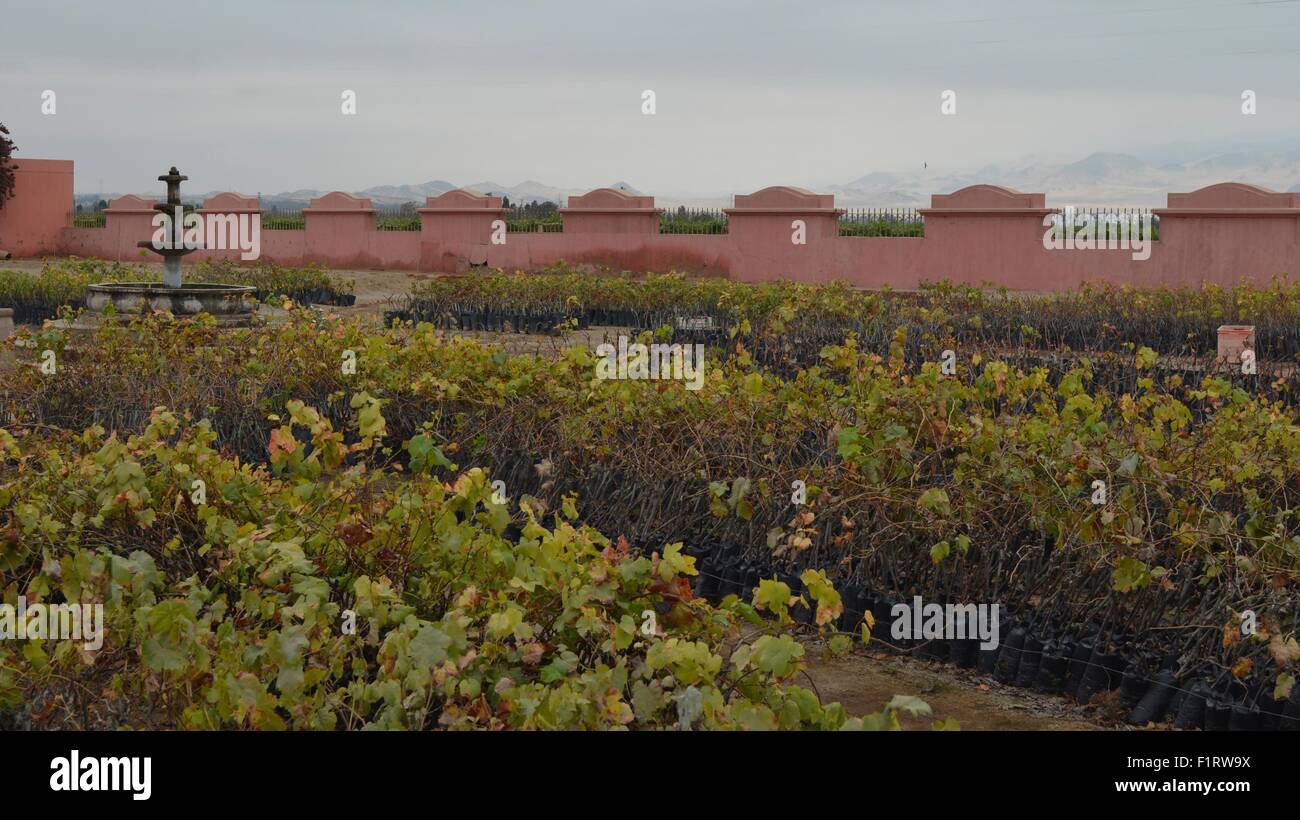 Peruvian Pisco and wine production in vineyards near Ica, Peru Stock ...