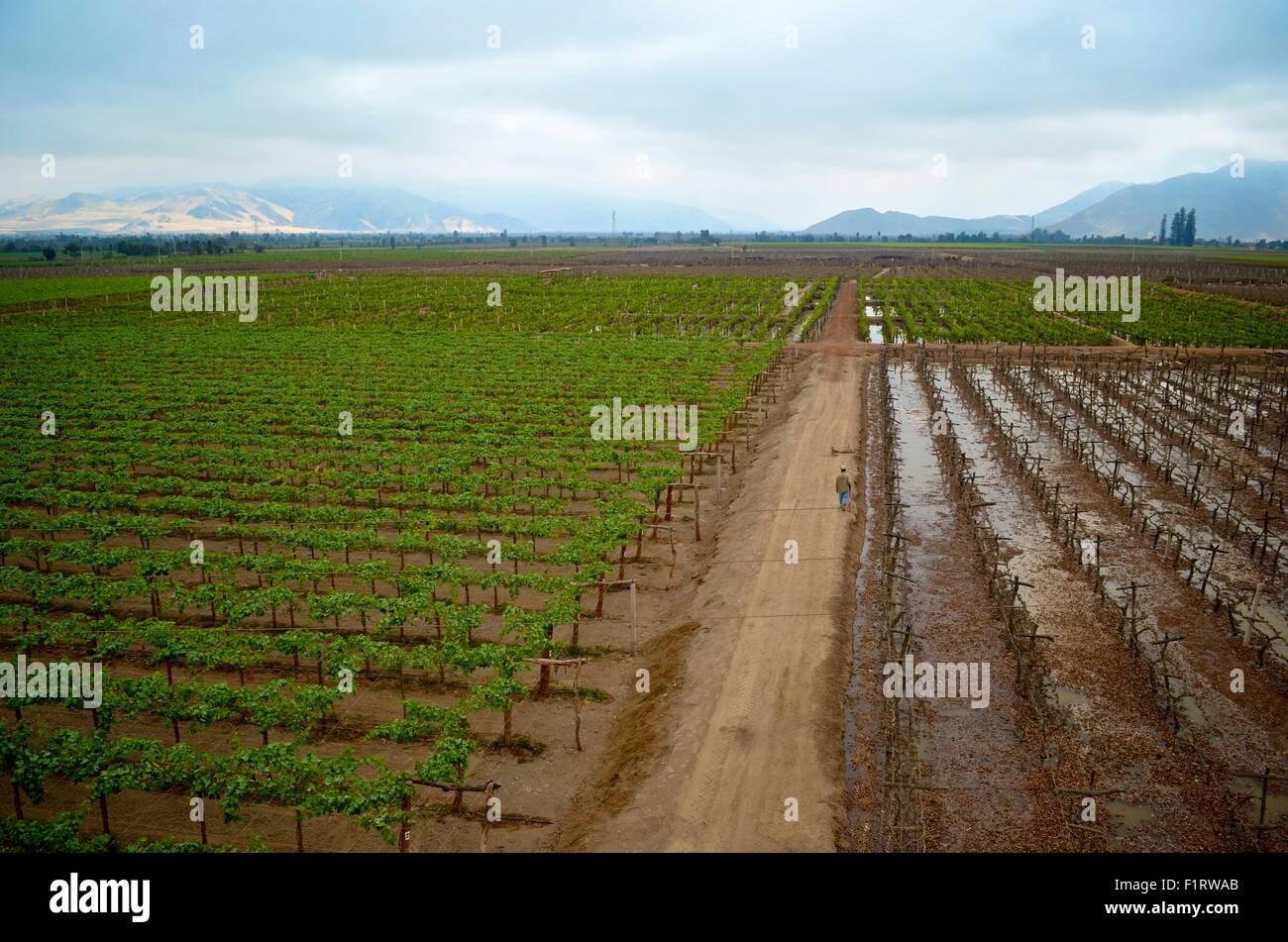 Peruvian Pisco and wine production in vineyards near Ica, Peru Stock ...