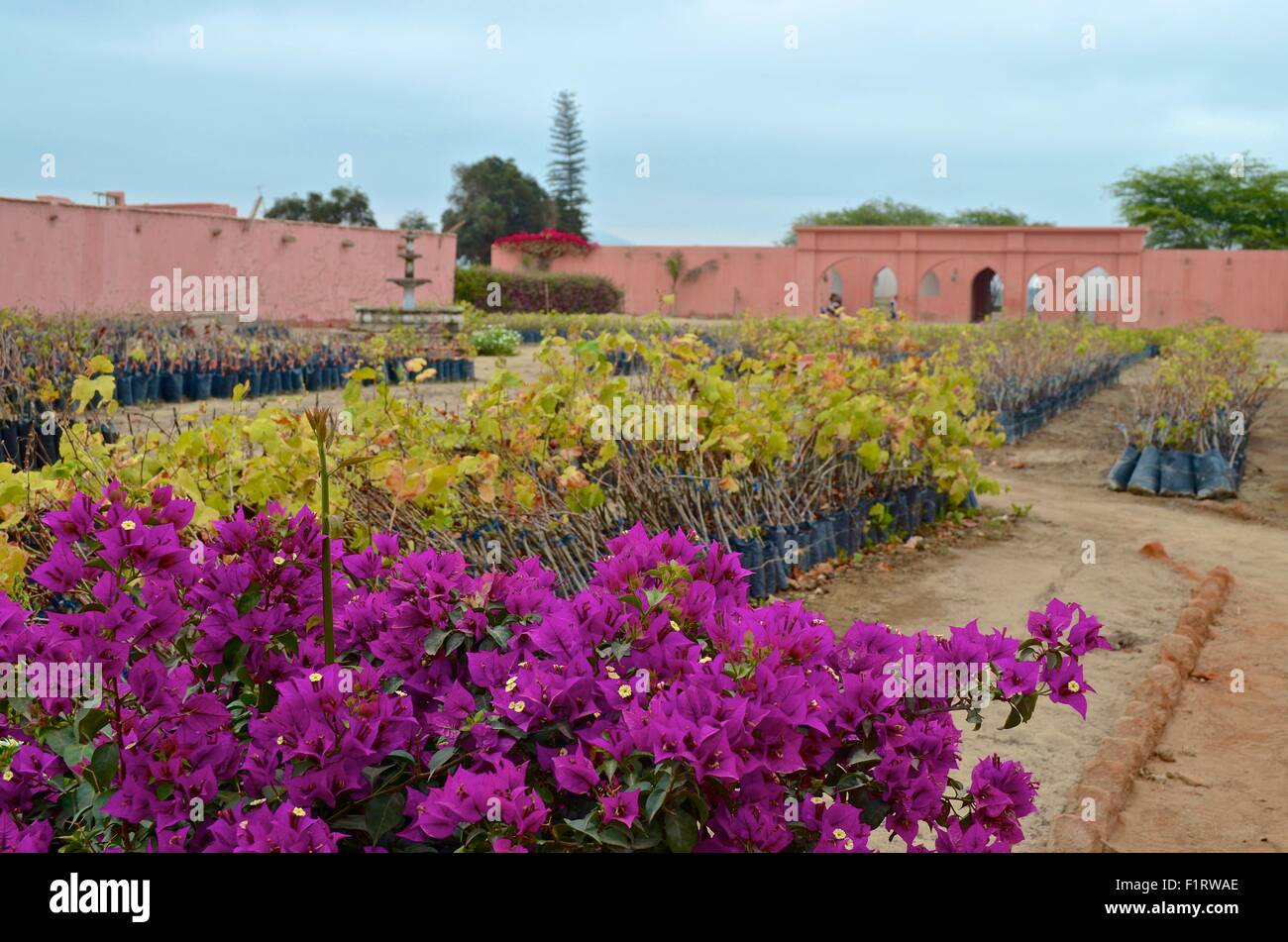 Peruvian Pisco and wine production in vineyards near Ica, Peru Stock ...