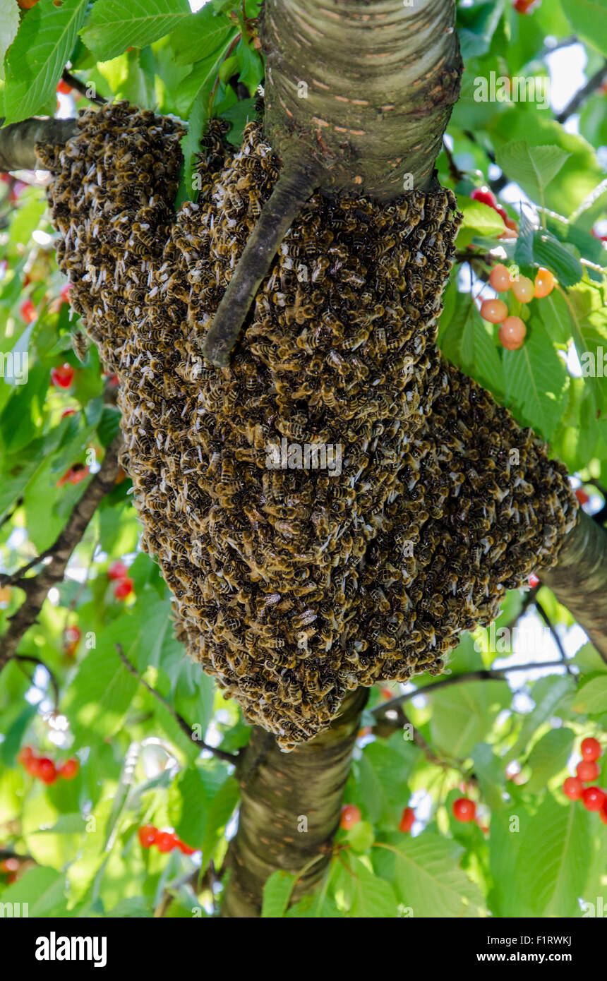 Bee hive tree hi-res stock photography and images - Alamy