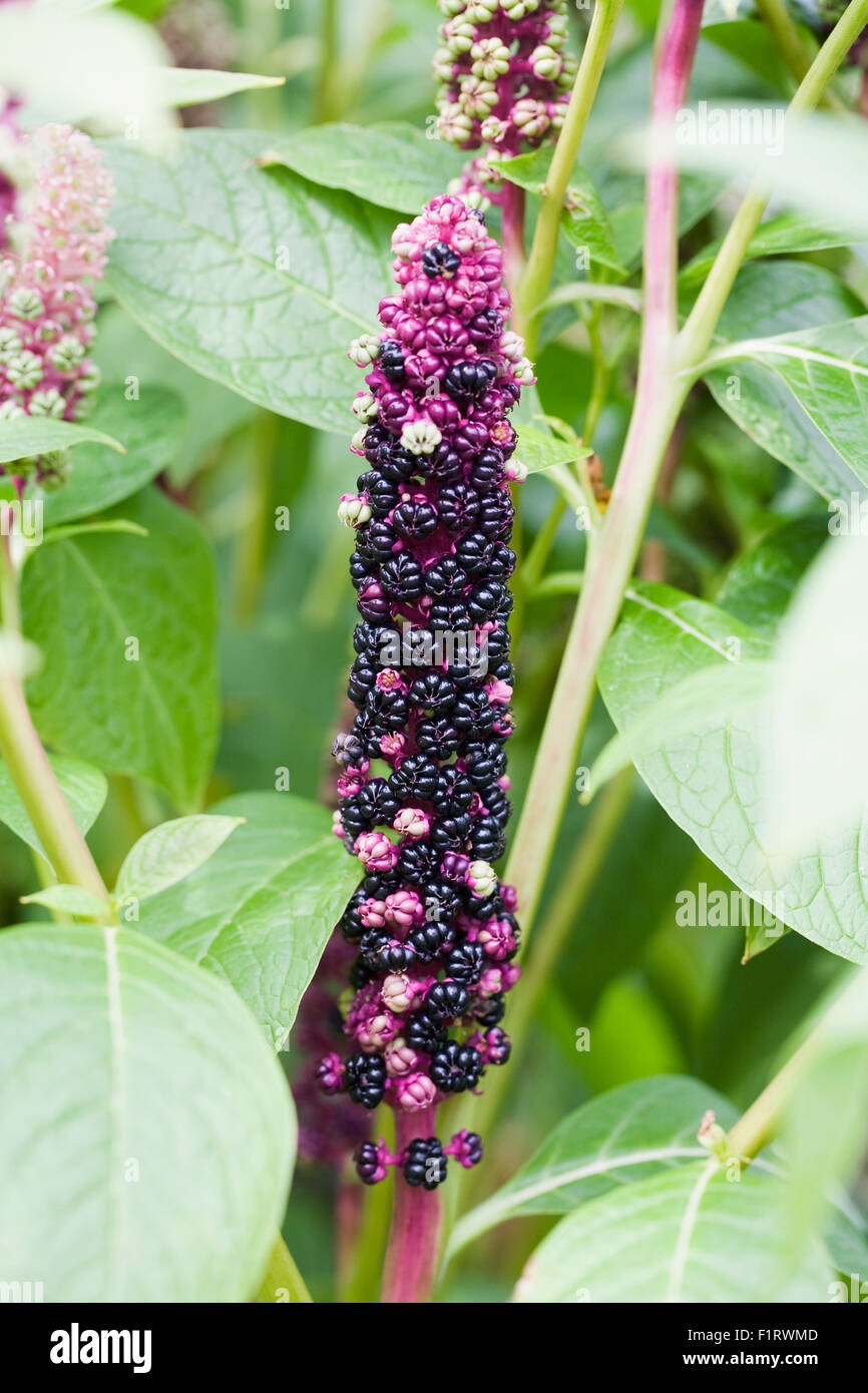 Phytolacca. Pokeweed berries Stock Photo - Alamy