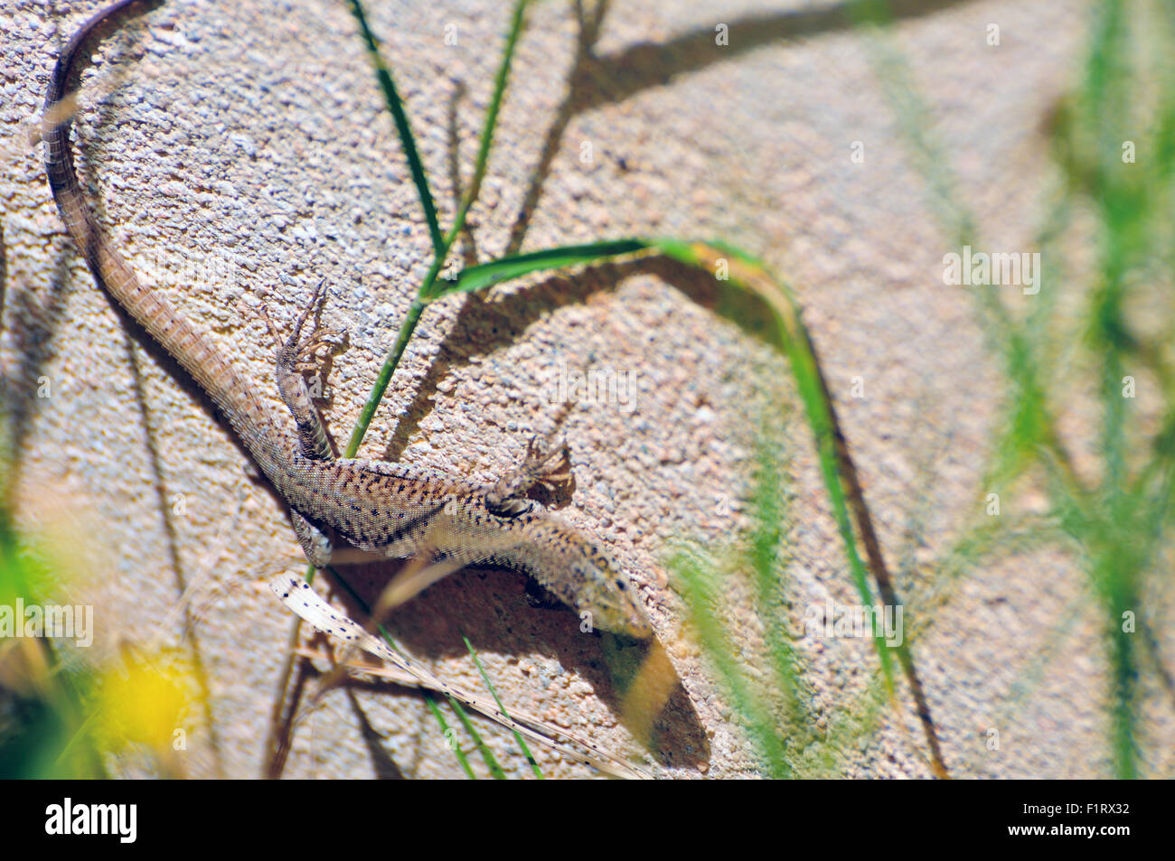 Sunshine lizard hi-res stock photography and images - Alamy