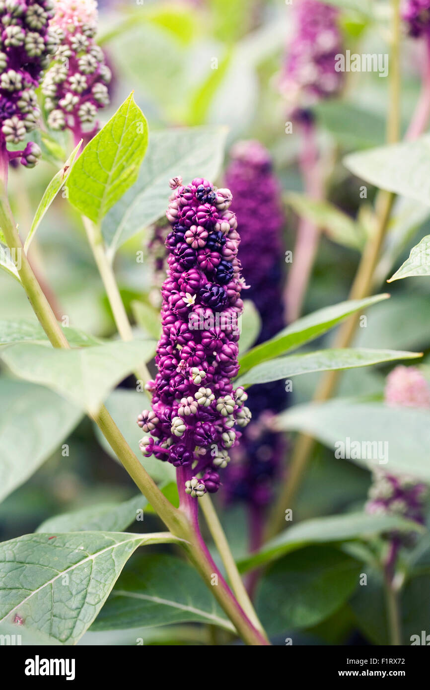 Purple pokeweed hi-res stock photography and images - Alamy