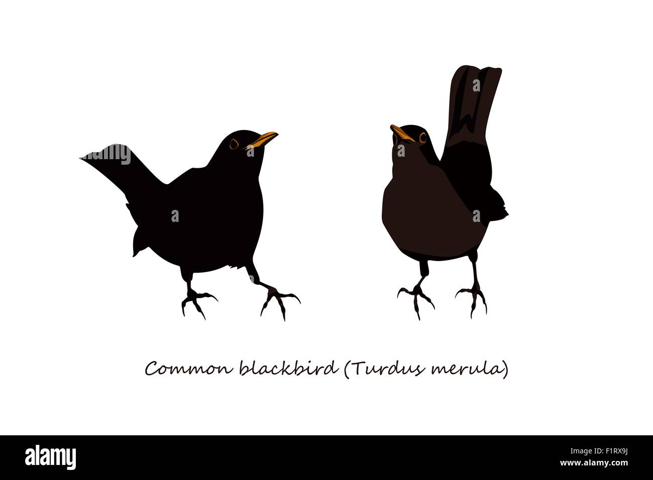 Female profile on black Cut Out Stock Images & Pictures - Alamy