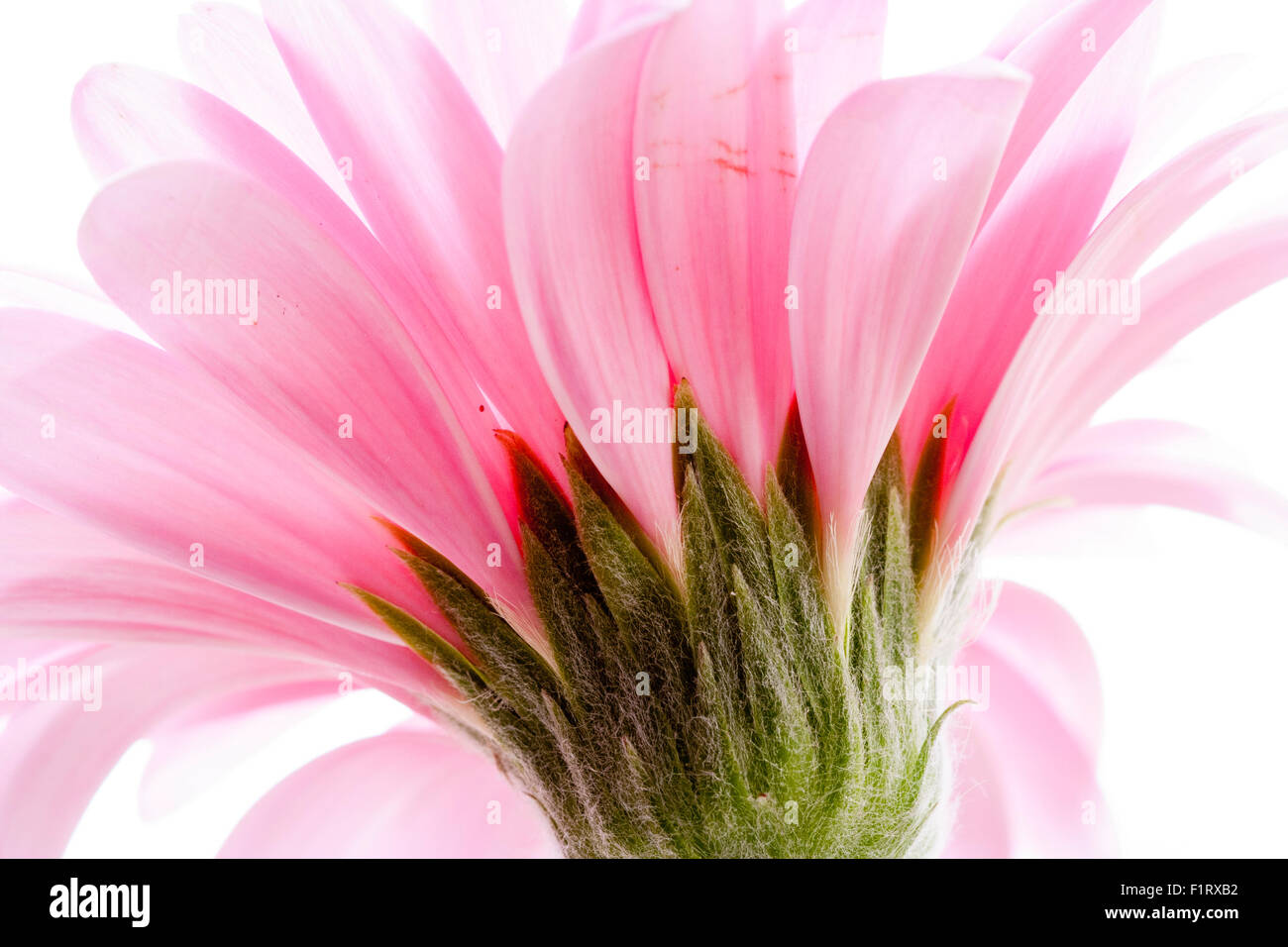 Garden flower. Pink Gerbera flower from below and side looking up at ...