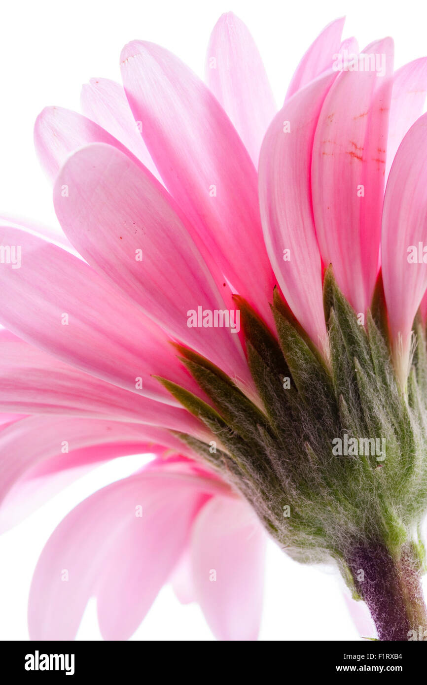 Garden flower. Pink Gerbera flower from below and side looking up at ...