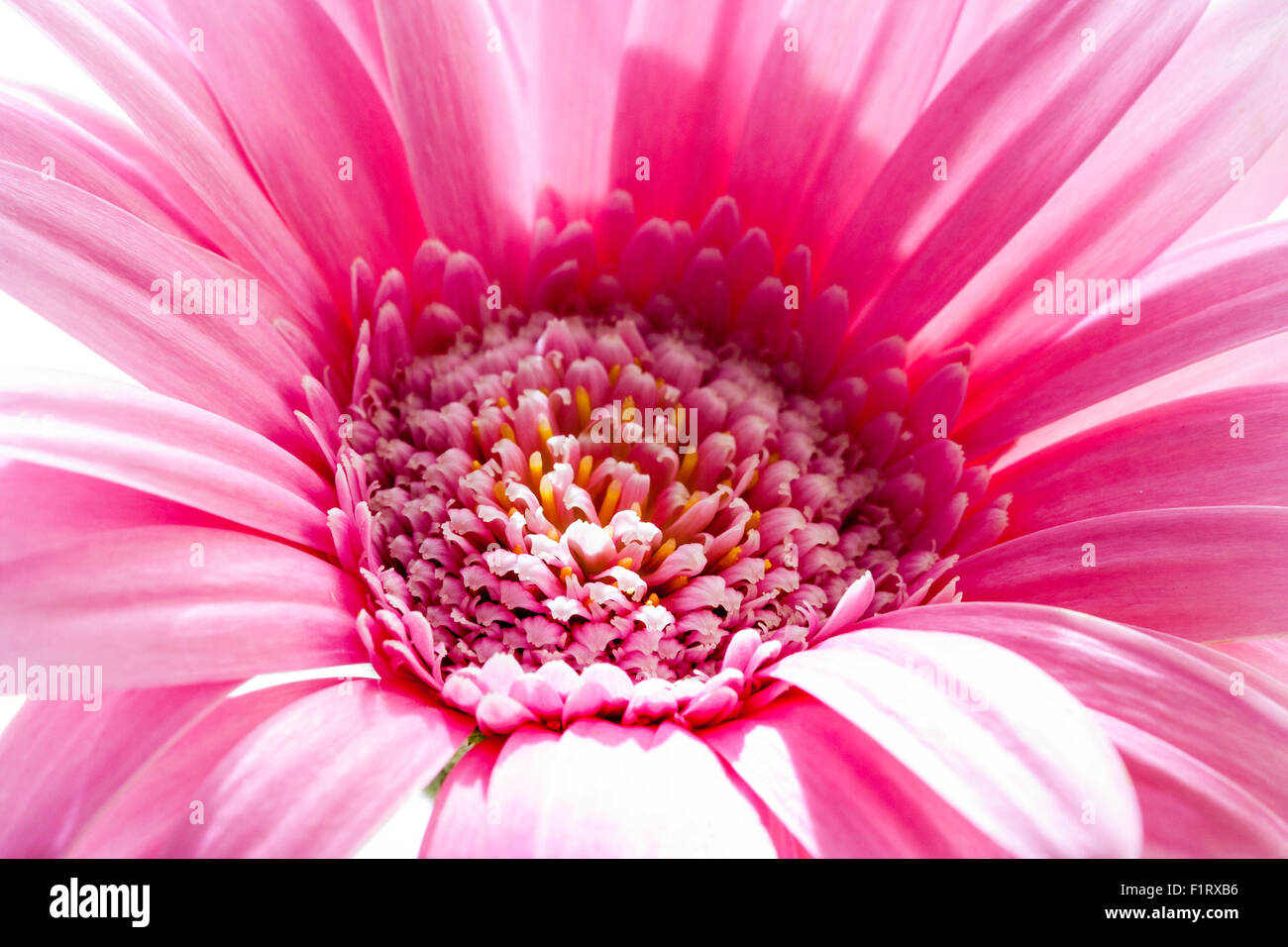 Garden flower. Pink Gerbera, 'Gerbera hybrida'. Pink flower-head, pink ...
