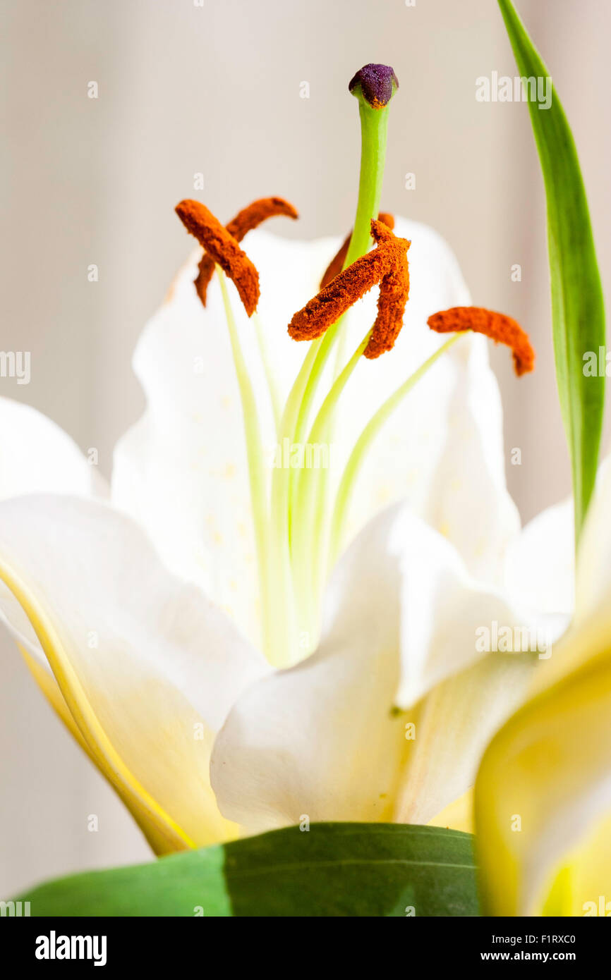 Plant Pollen Microscopic High Resolution Stock Photography and Images ...