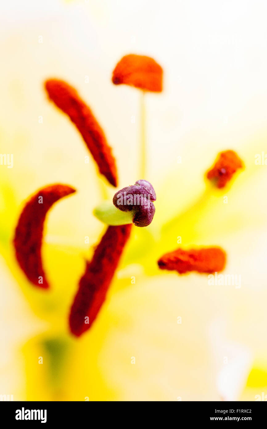 Plant Pollen Microscopic High Resolution Stock Photography and Images ...