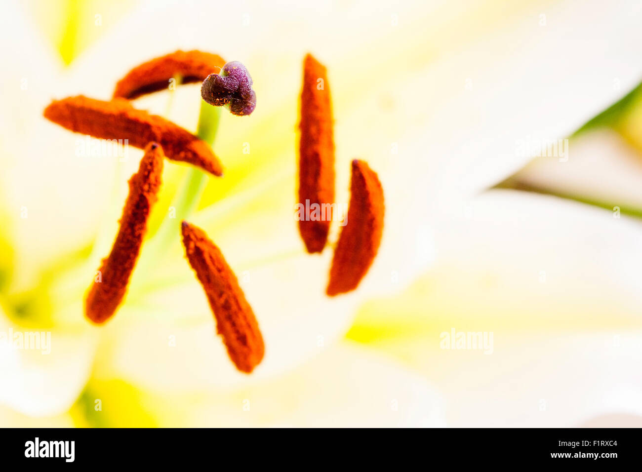 Plant Pollen Microscopic High Resolution Stock Photography and Images ...