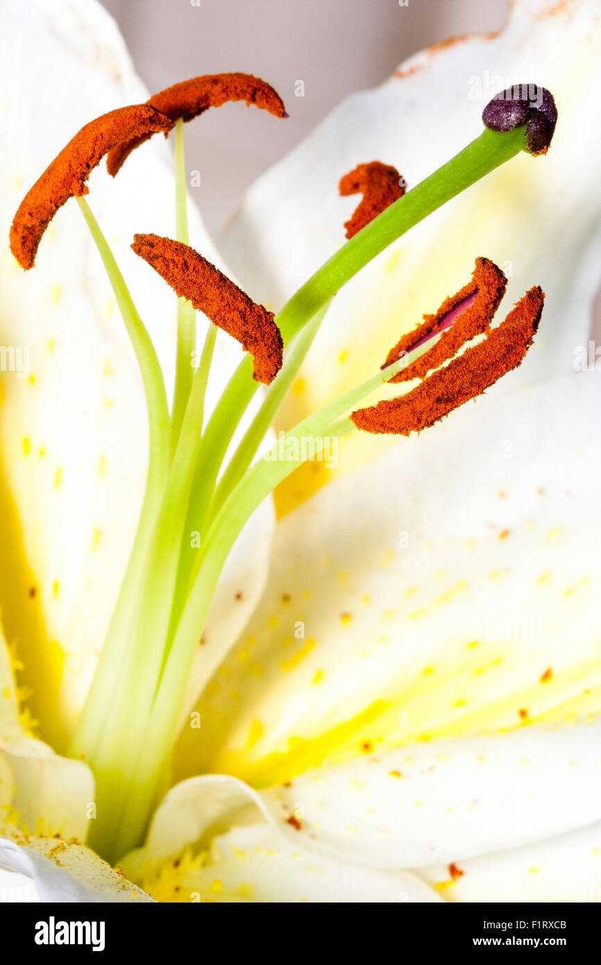Plant Pollen Microscopic High Resolution Stock Photography and Images ...