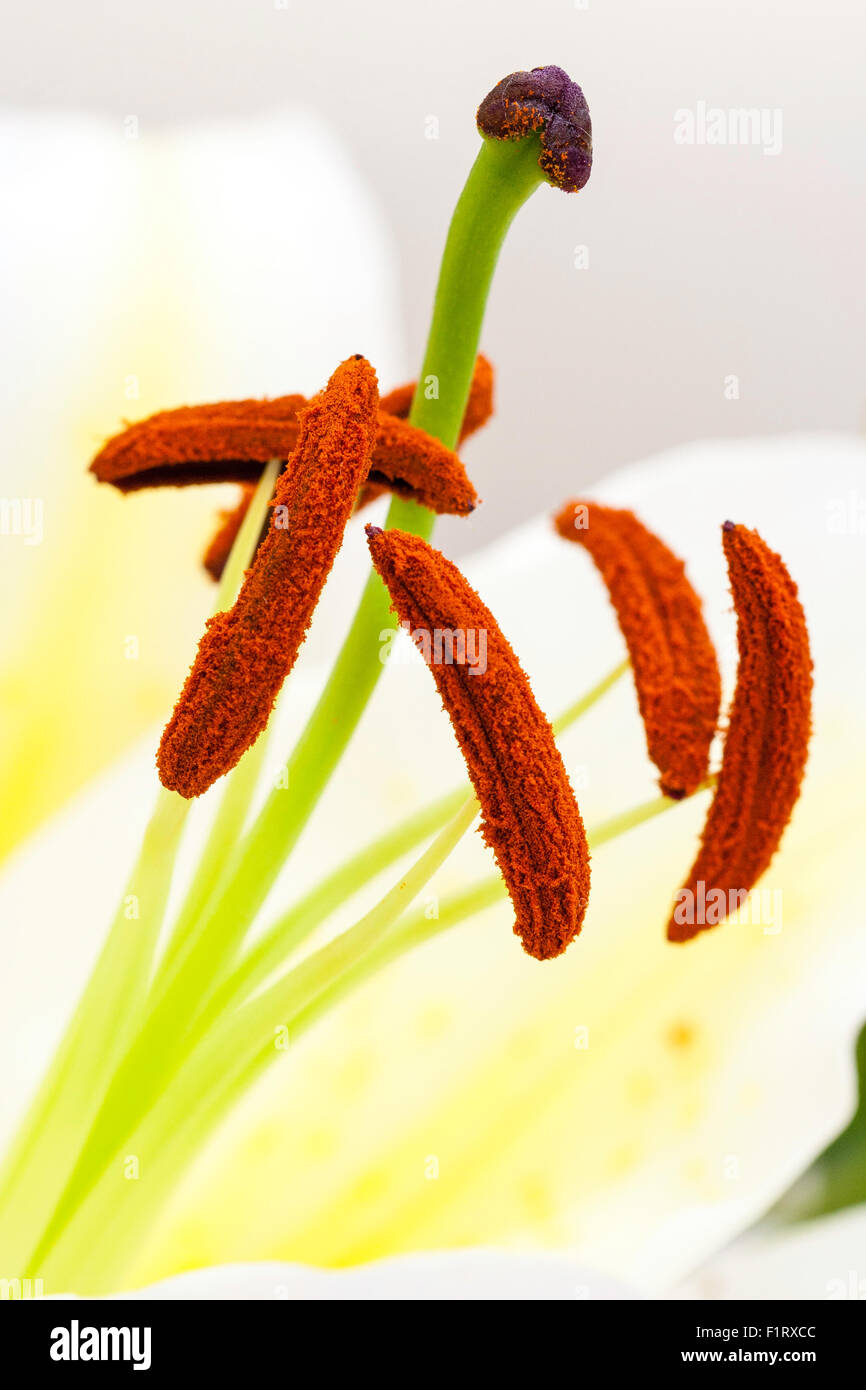 Plant Pollen Microscopic High Resolution Stock Photography and Images ...