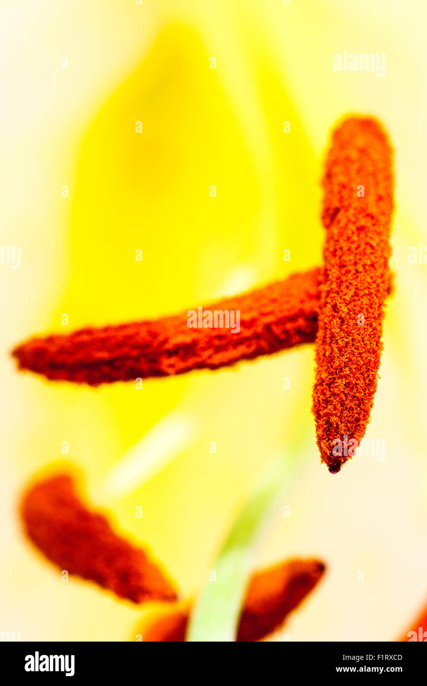 Plant Pollen Microscopic High Resolution Stock Photography and Images ...