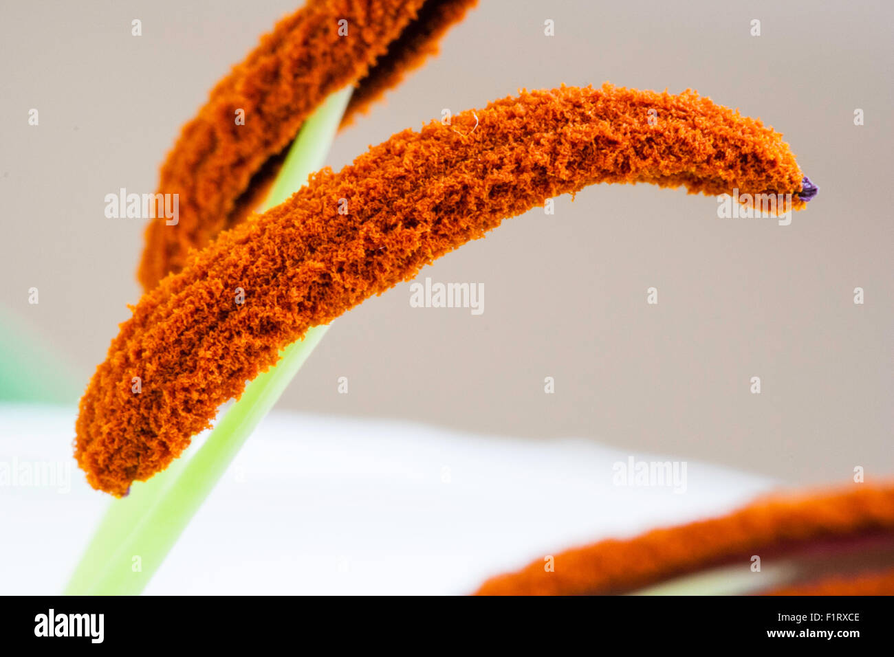 Plant Pollen Microscopic High Resolution Stock Photography and Images ...