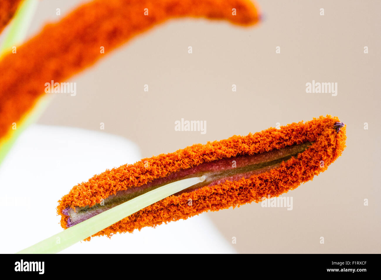 Plant Pollen Microscopic High Resolution Stock Photography and Images ...