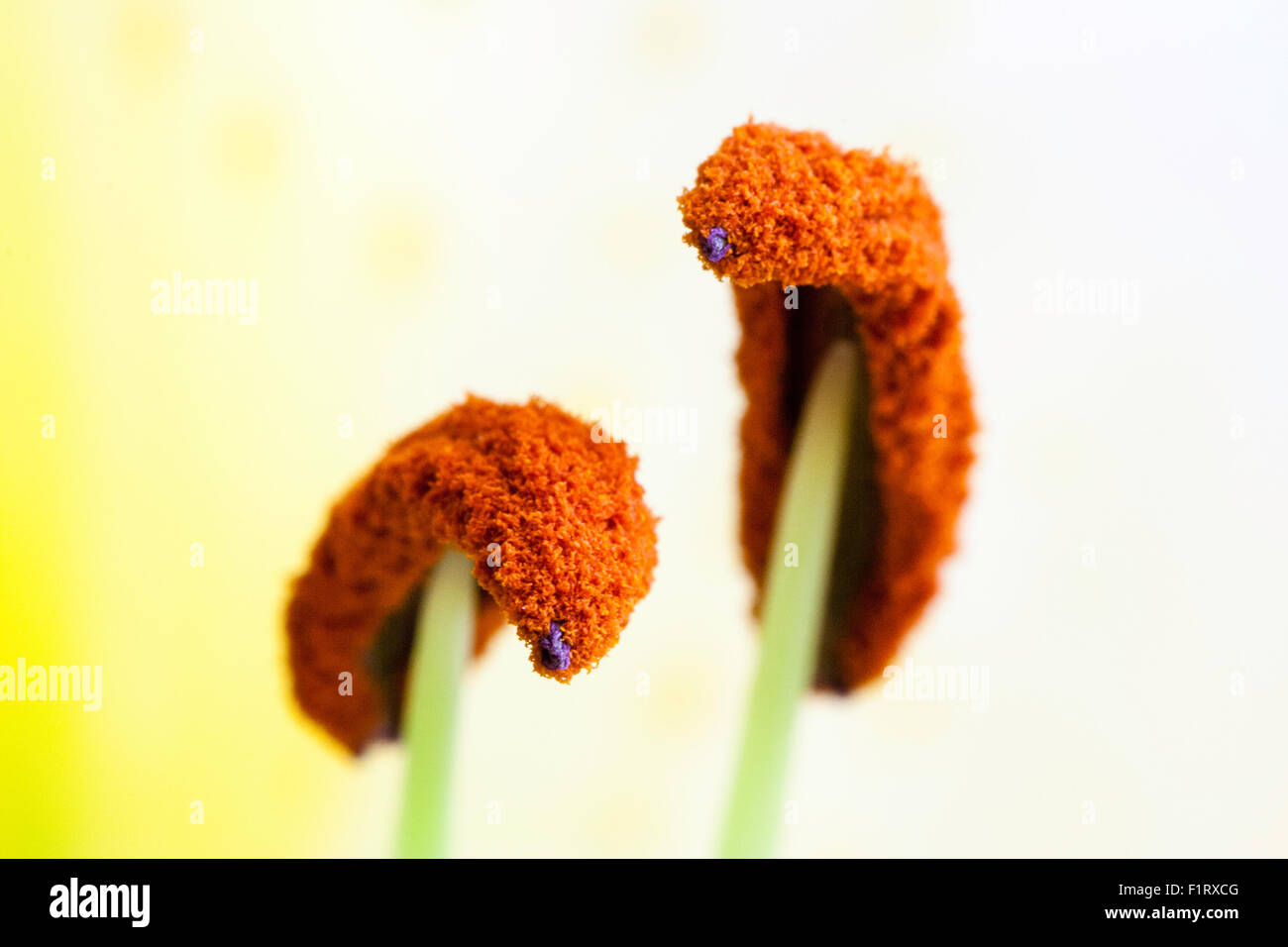 Plant Pollen Microscopic High Resolution Stock Photography and Images ...