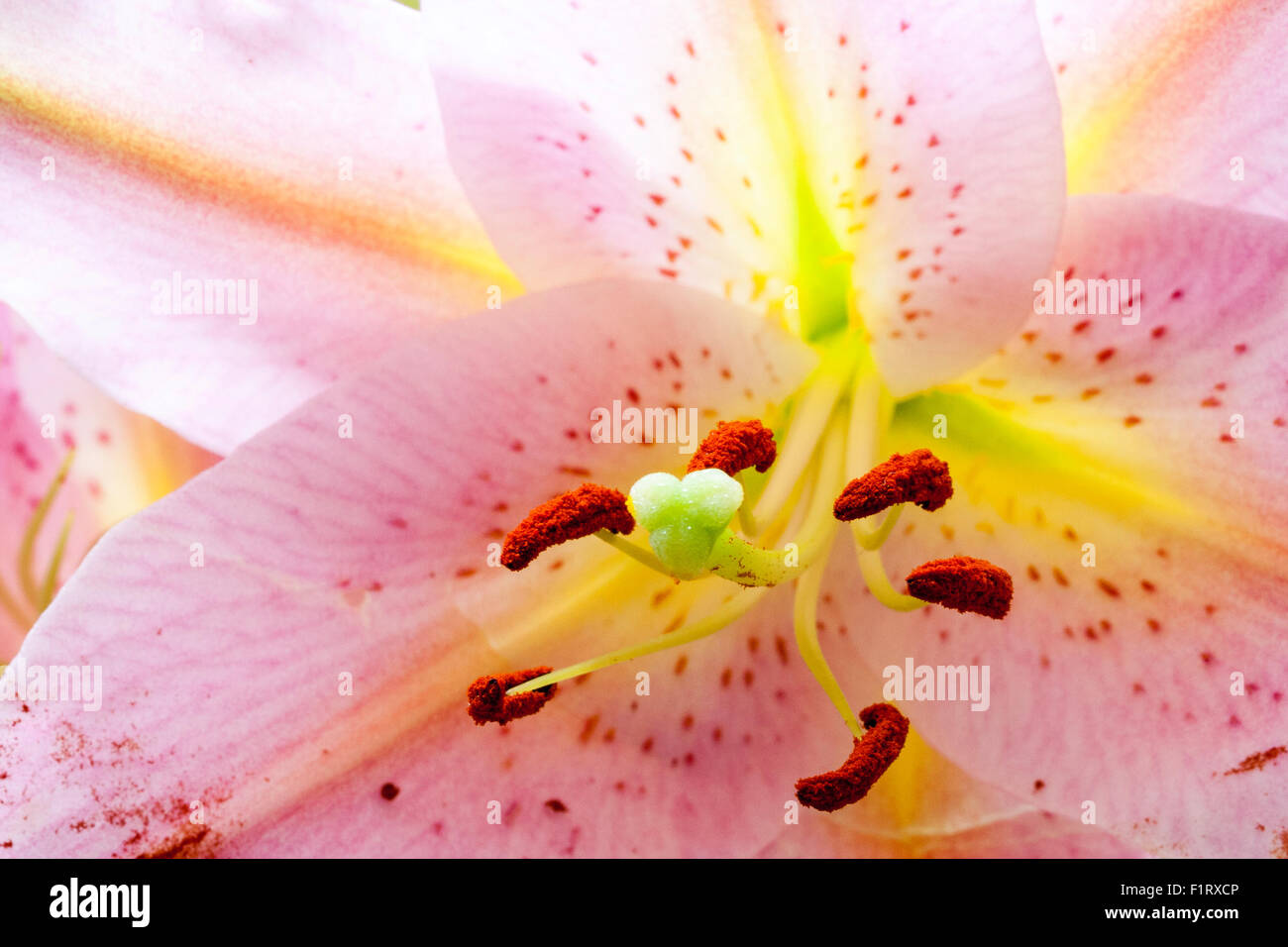 Lily star gazer hi-res stock photography and images - Alamy