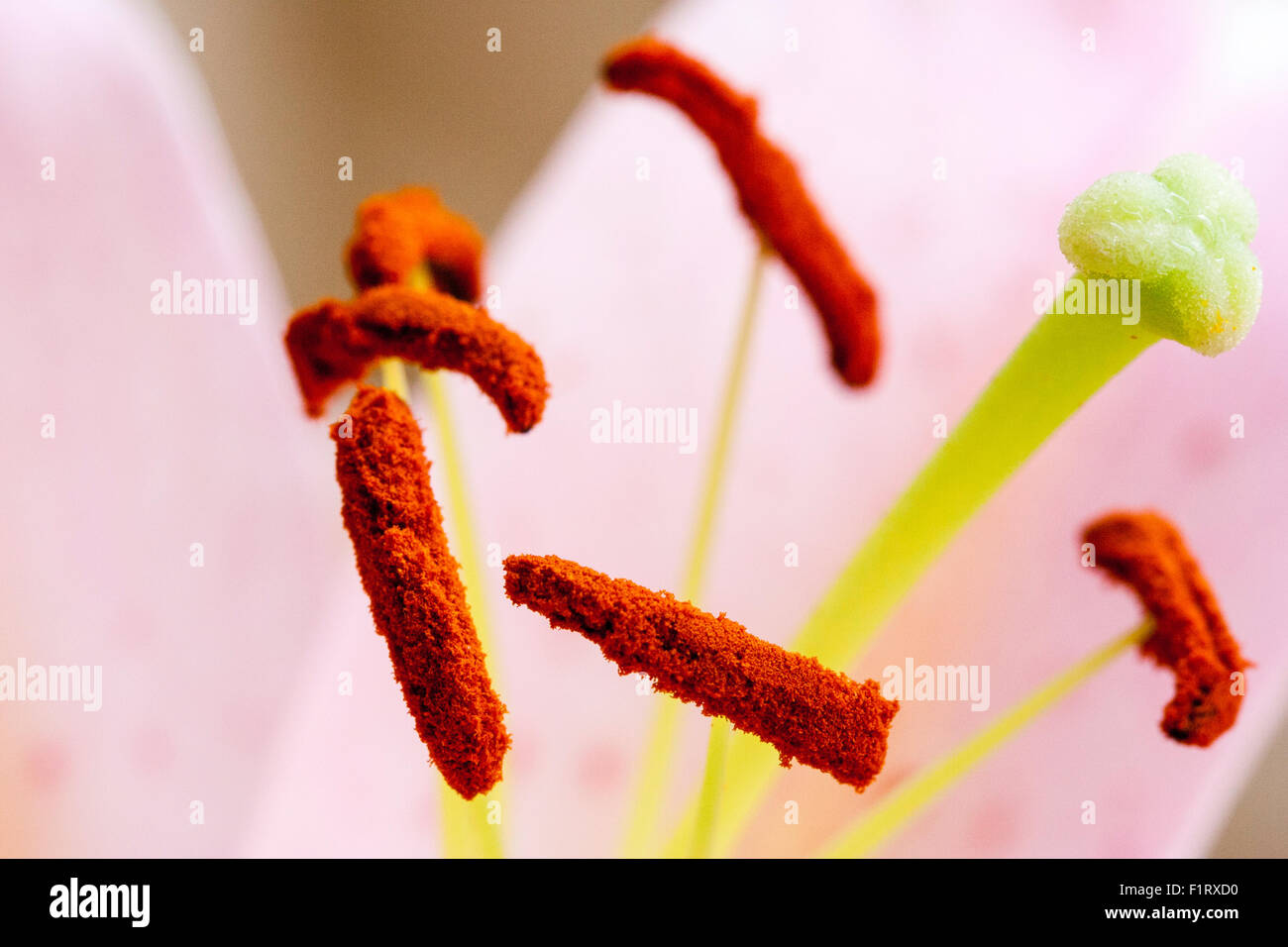 Plant Pollen Microscopic Stock Photos & Plant Pollen Microscopic Stock ...