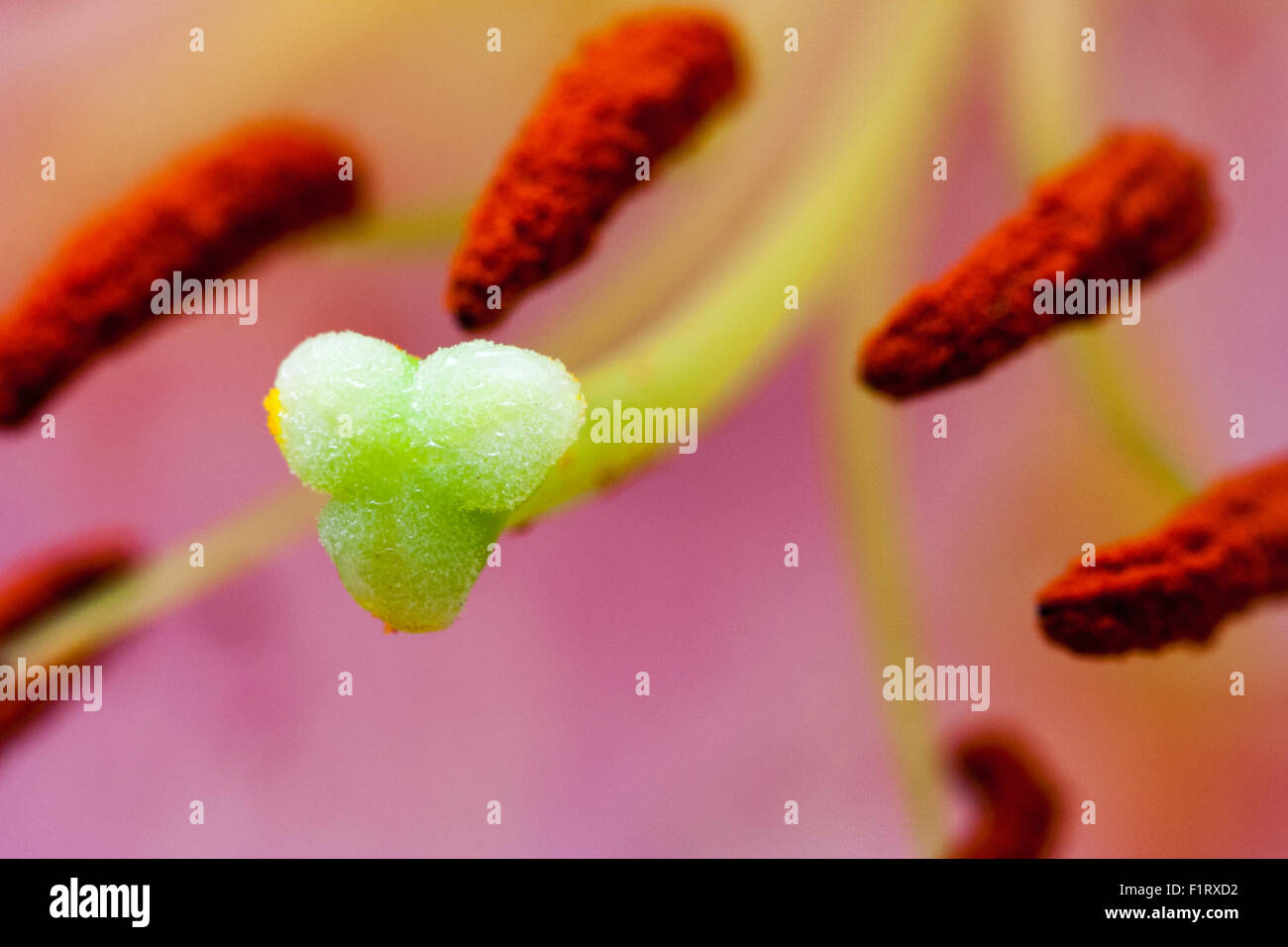 Garden flower. Stargazer Lily, Star Gazer lily, Lilium. Close up macro ...