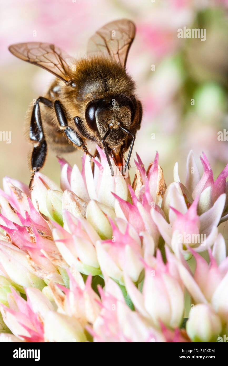 Insect. Macro, close up of a Honey Bee, "Apis Mellifera" feeding from ...
