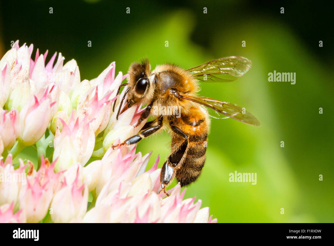 Insect. Macro, close up of a Honey Bee, "Apis Mellifera" feeding from ...