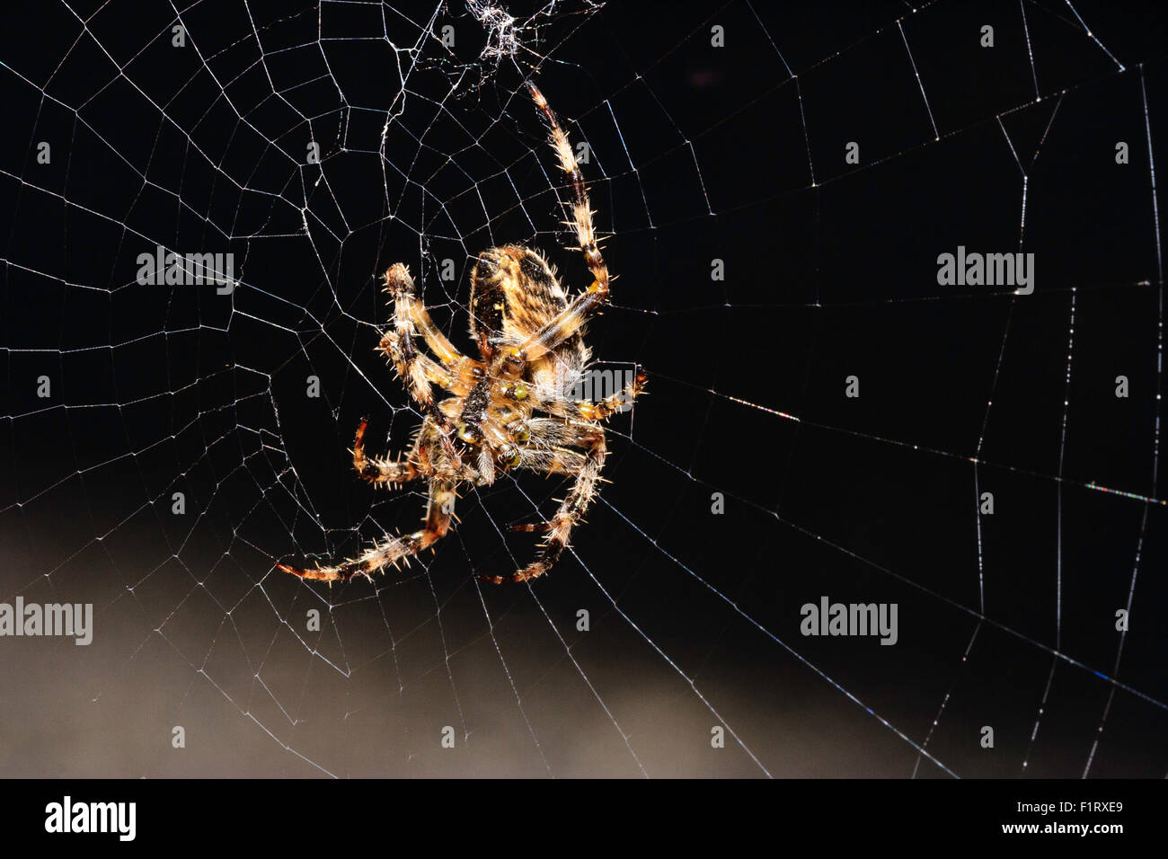 Arachnid. Marco close up from underneath of a common Garden spider ...