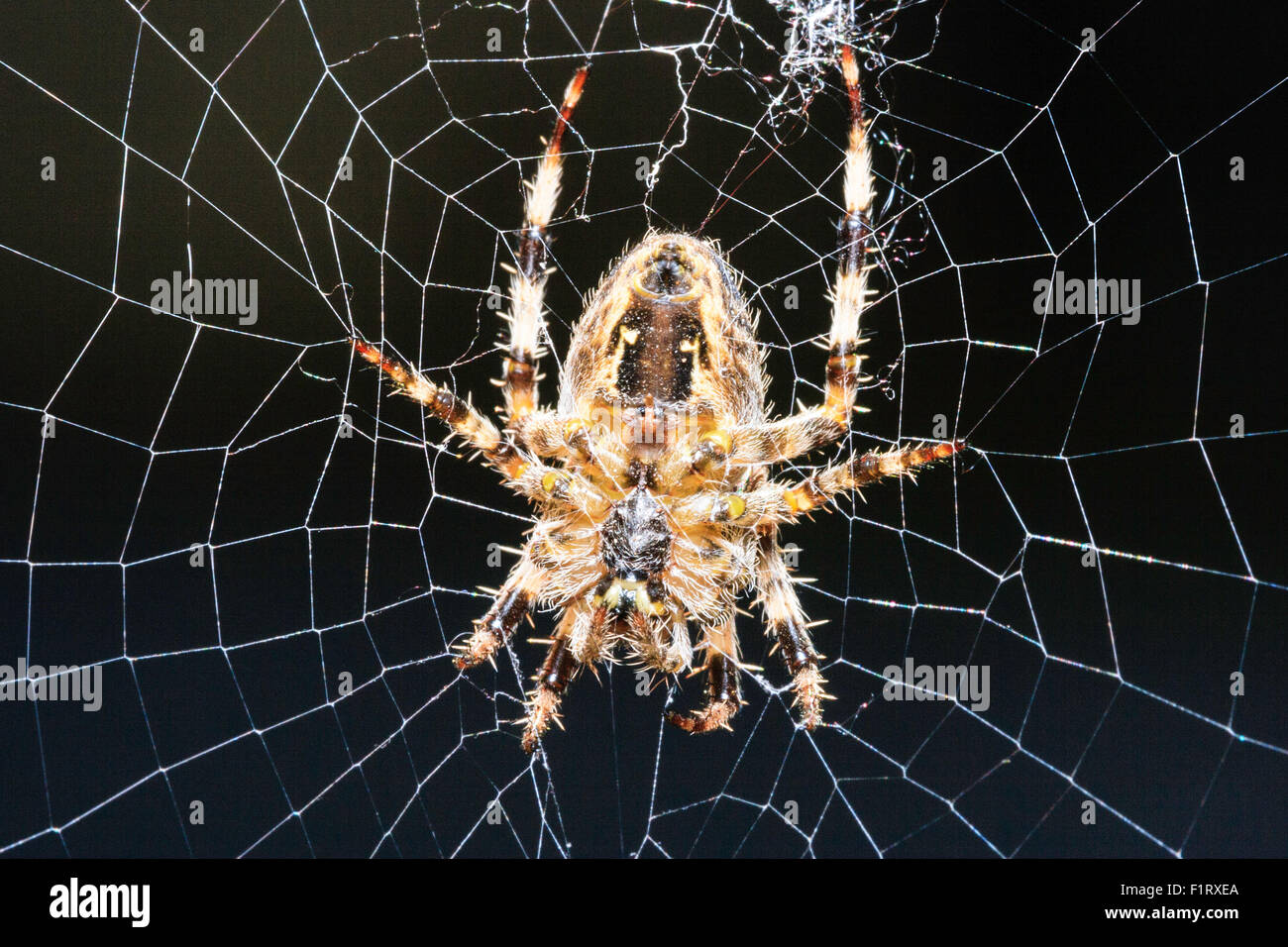Arachnid. Marco close up from underneath of a common Garden spider ...