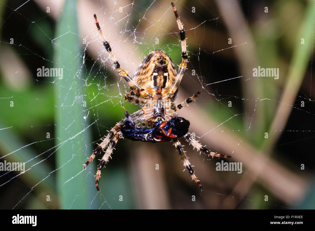 Arachnid. Marco close up from underneath of a common Garden spider ...