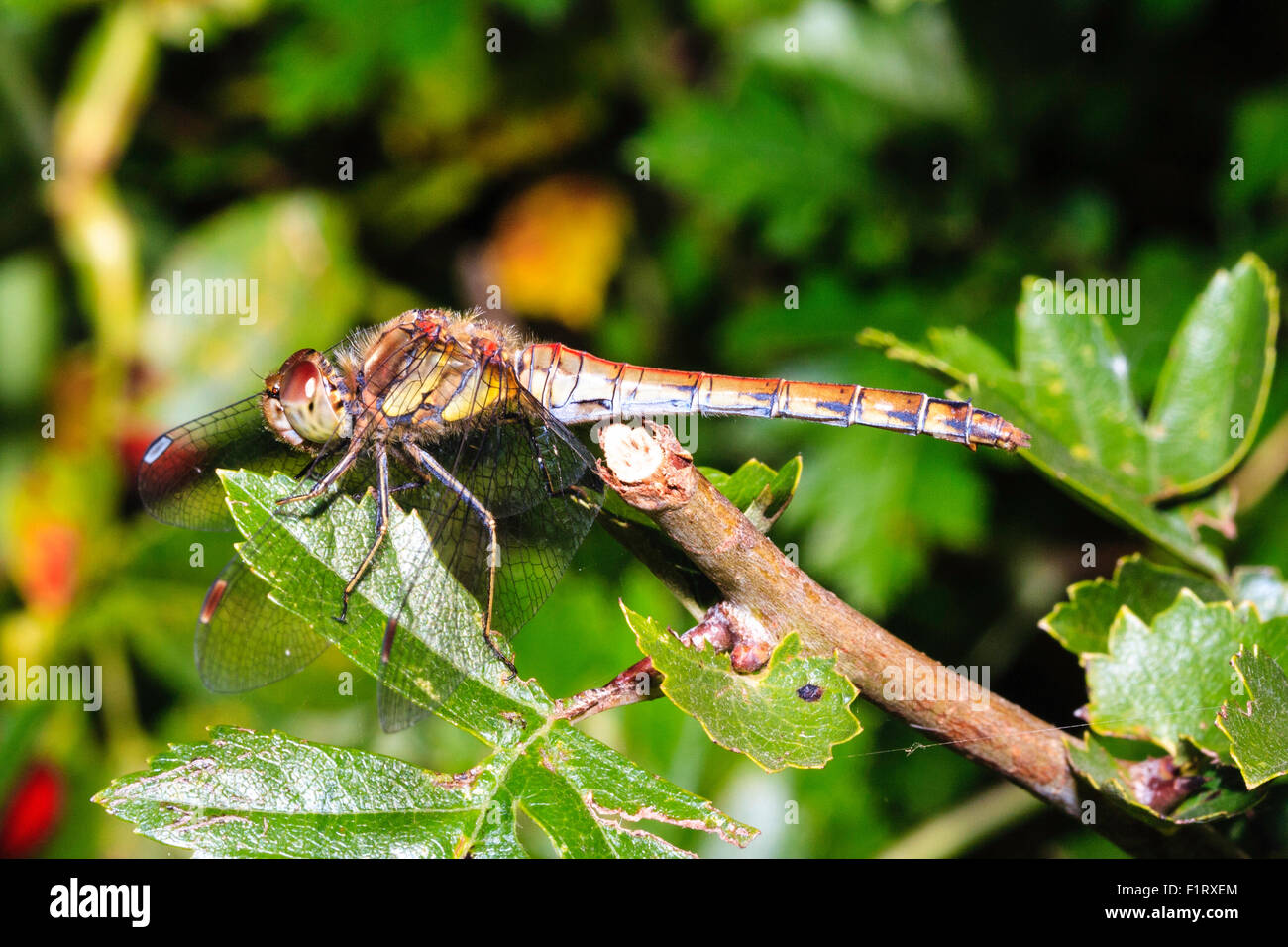 Insect thorax hi-res stock photography and images - Alamy