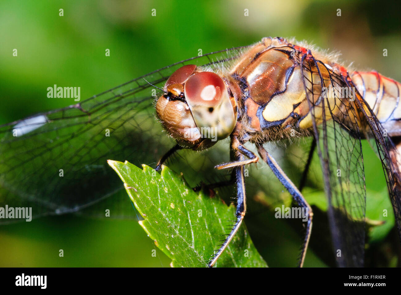 Insect thorax hi-res stock photography and images - Alamy