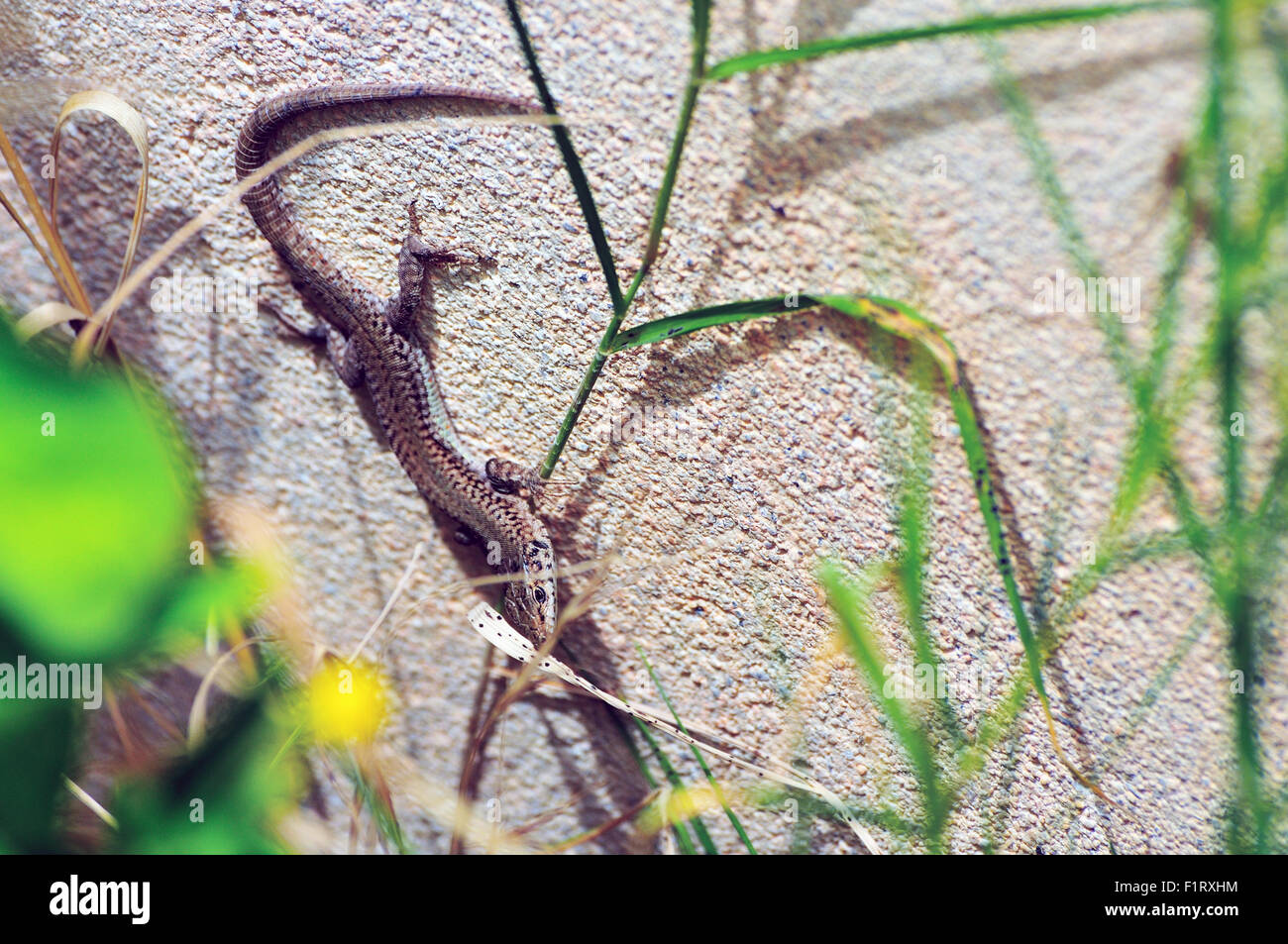 Lizard in the sun Stock Photo - Alamy