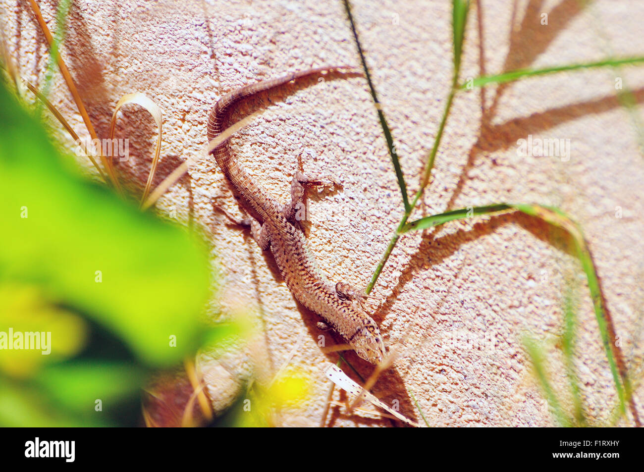Lizard in the sun Stock Photo - Alamy