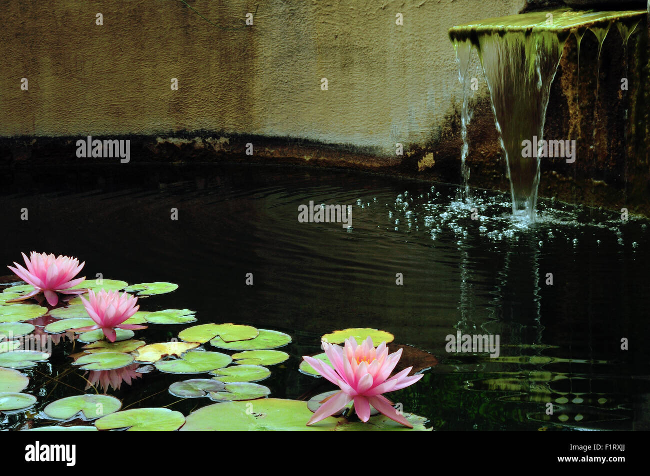 waterfall and water lily's Stock Photo - Alamy