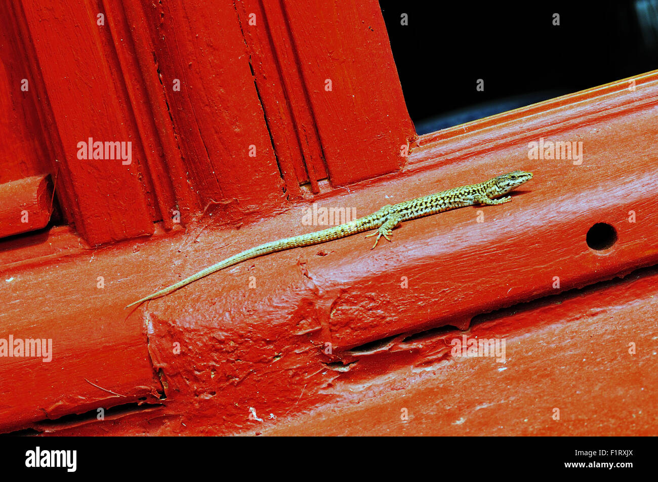 Lizard on a window sill Stock Photo - Alamy