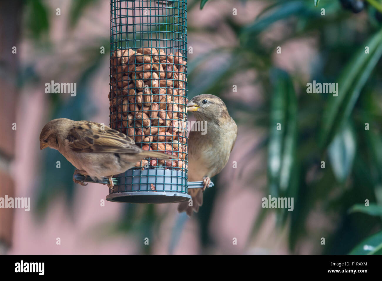Birds eating nuts hi-res stock photography and images - Alamy