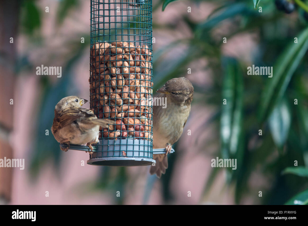 Sparrows eating nuts from a bird feeder Stock Photo - Alamy