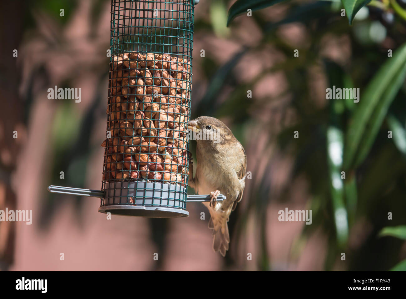 Birds eating nuts hi-res stock photography and images - Alamy