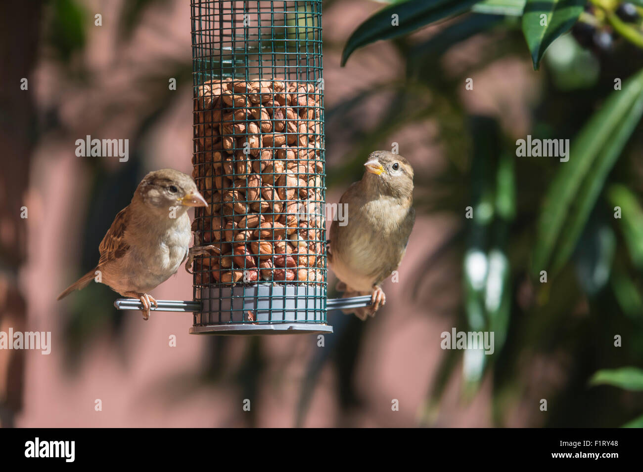 Sparrows eating nuts from a bird feeder Stock Photo - Alamy