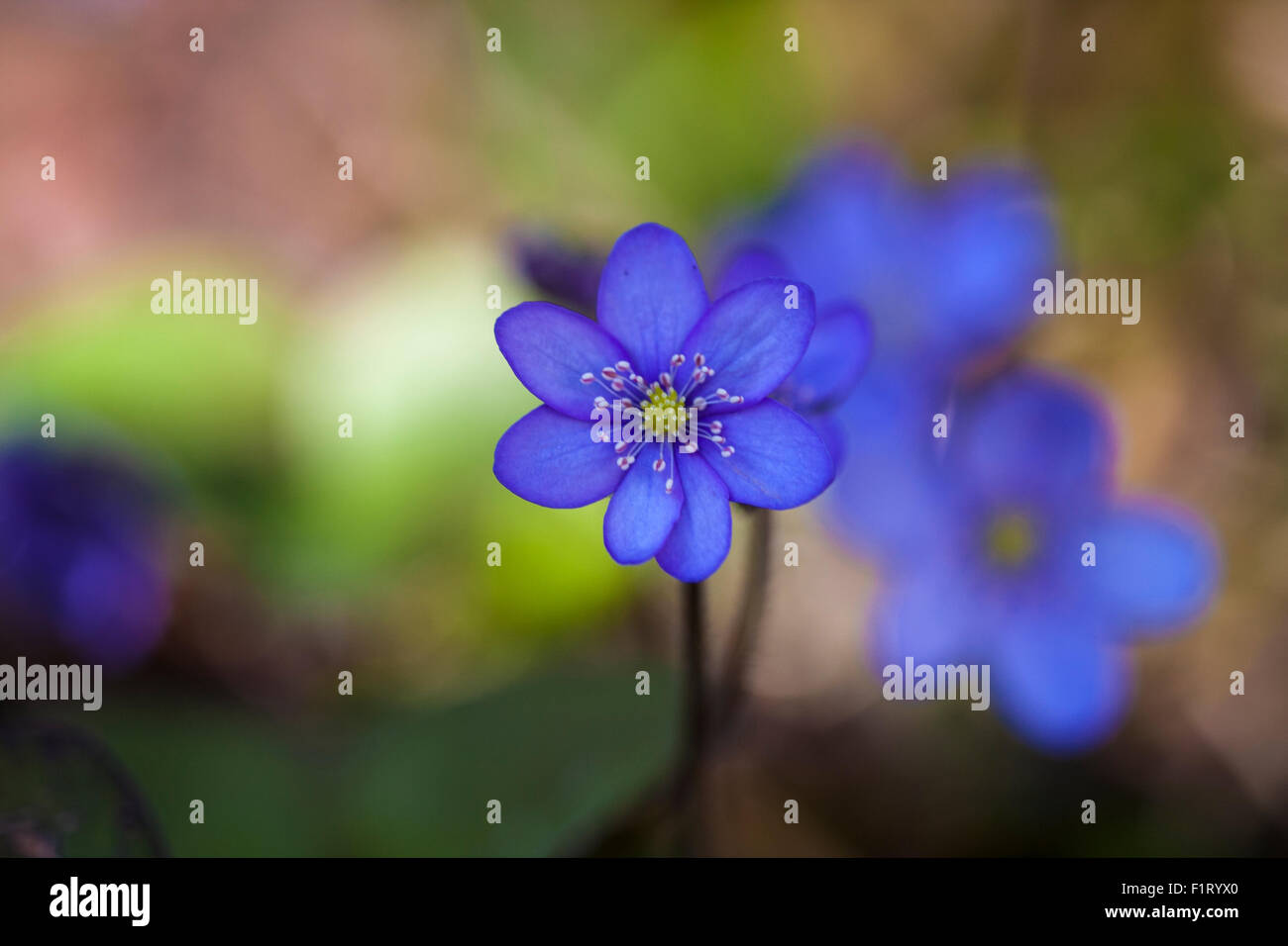 Close up photo of Hepatica or common hepatica, Anemone hepatica with ...
